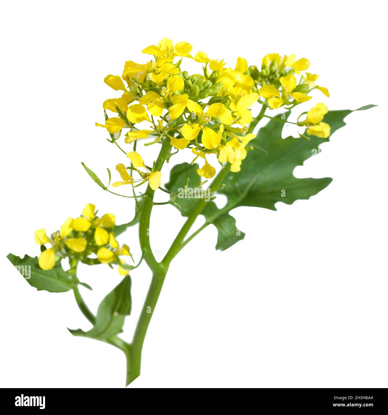 White mustard sinapis alba Cut Out Stock Images & Pictures - Alamy