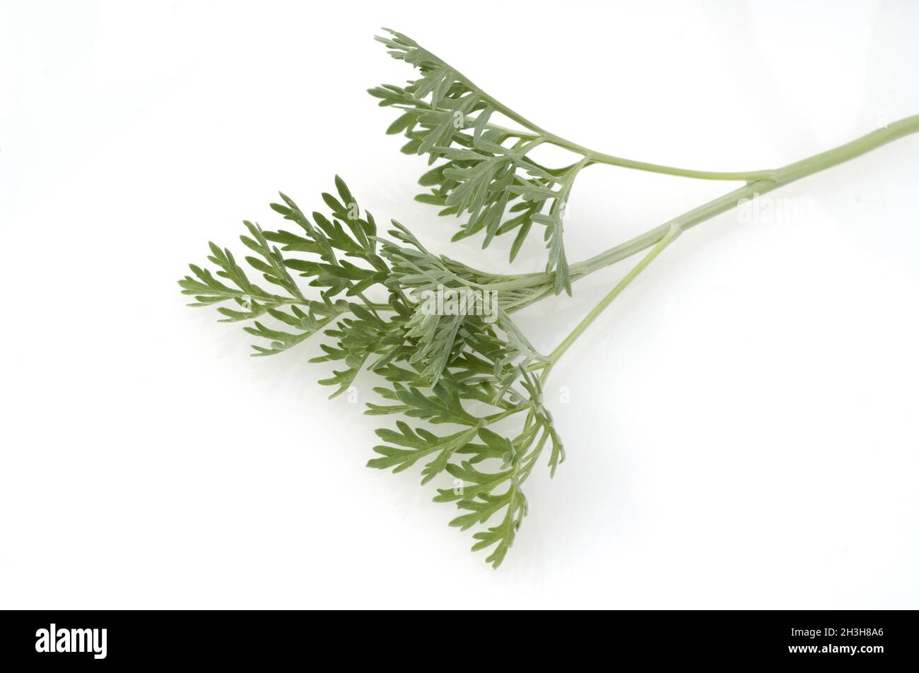 Wormwood, Artemisia absinthium Stock Photo - Alamy