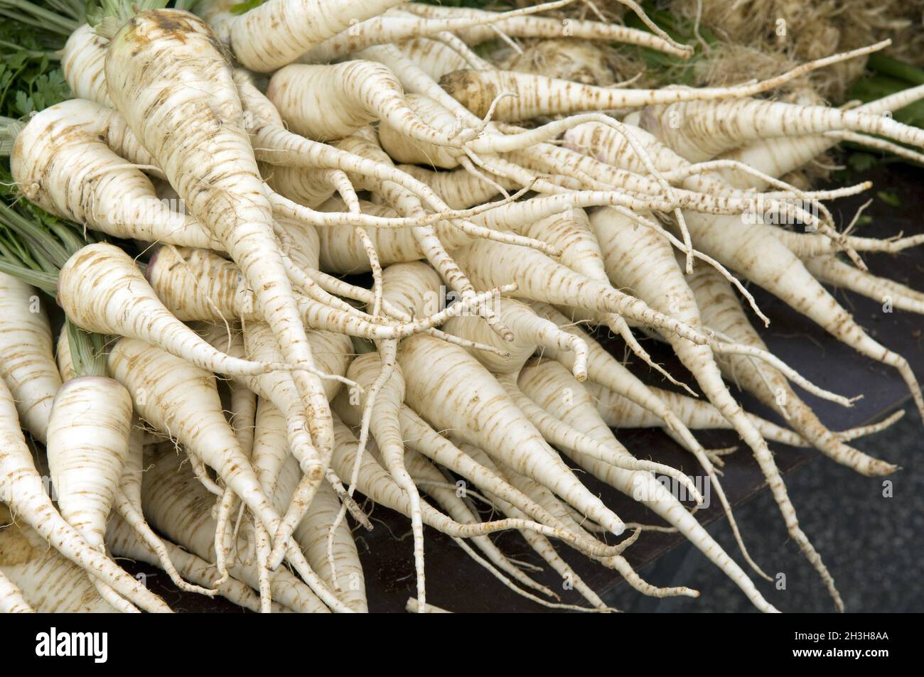 Plants with long roots hi-res stock photography and images - Alamy