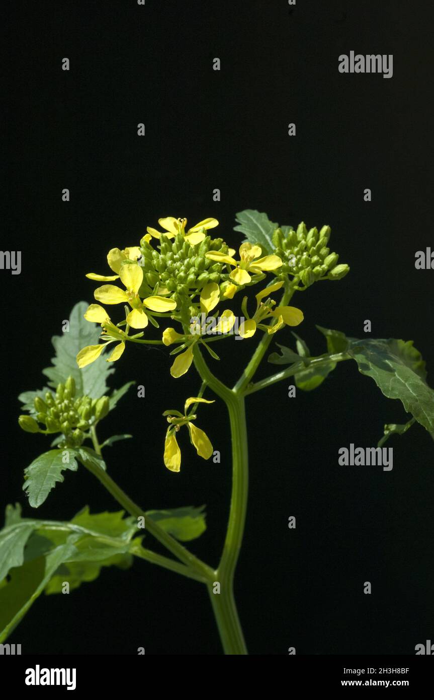 Black mustard plants hi-res stock photography and images - Alamy
