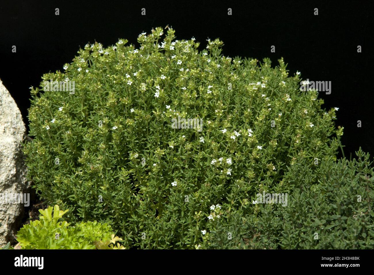 Zitronenthymian, Thymus, citriodorus Stock Photo - Alamy
