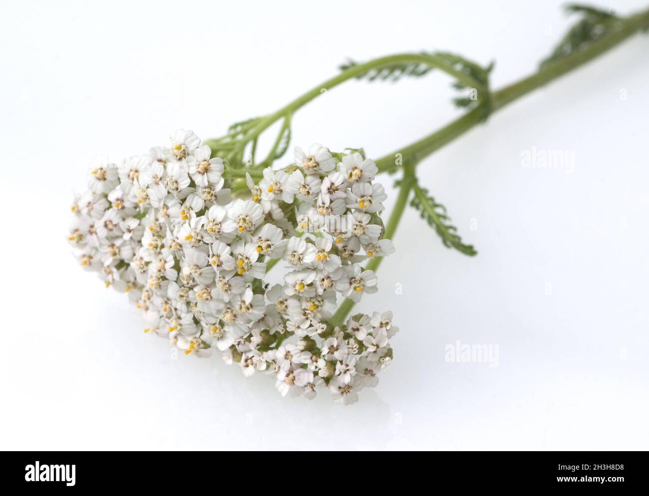 Achillea millefolium orange hi-res stock photography and images - Alamy
