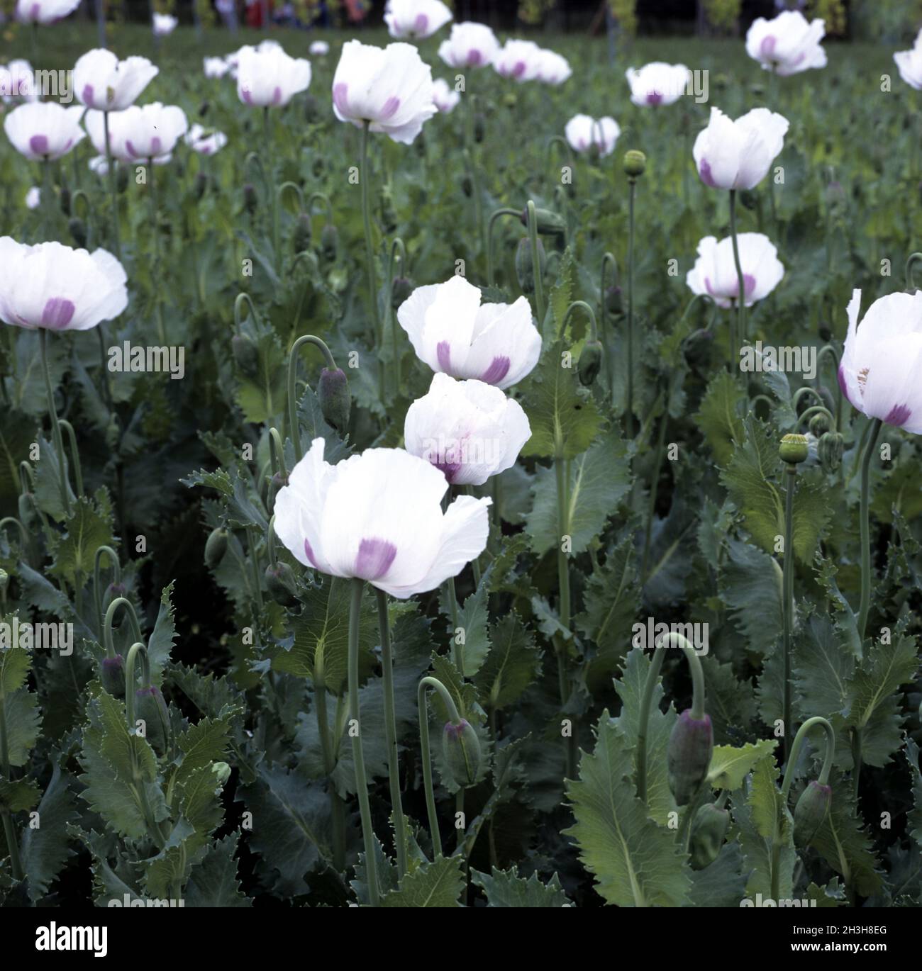 Opium Poppy Field Stock Photo - Alamy