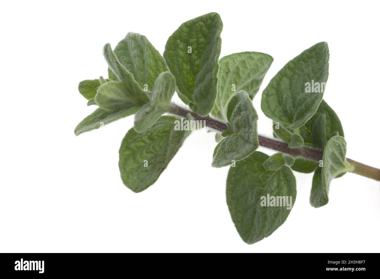 Majoran plant Cut Out Stock Images & Pictures - Alamy