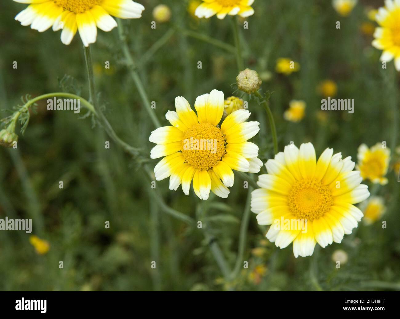 Chrysanthemum edible hi-res stock photography and images - Alamy