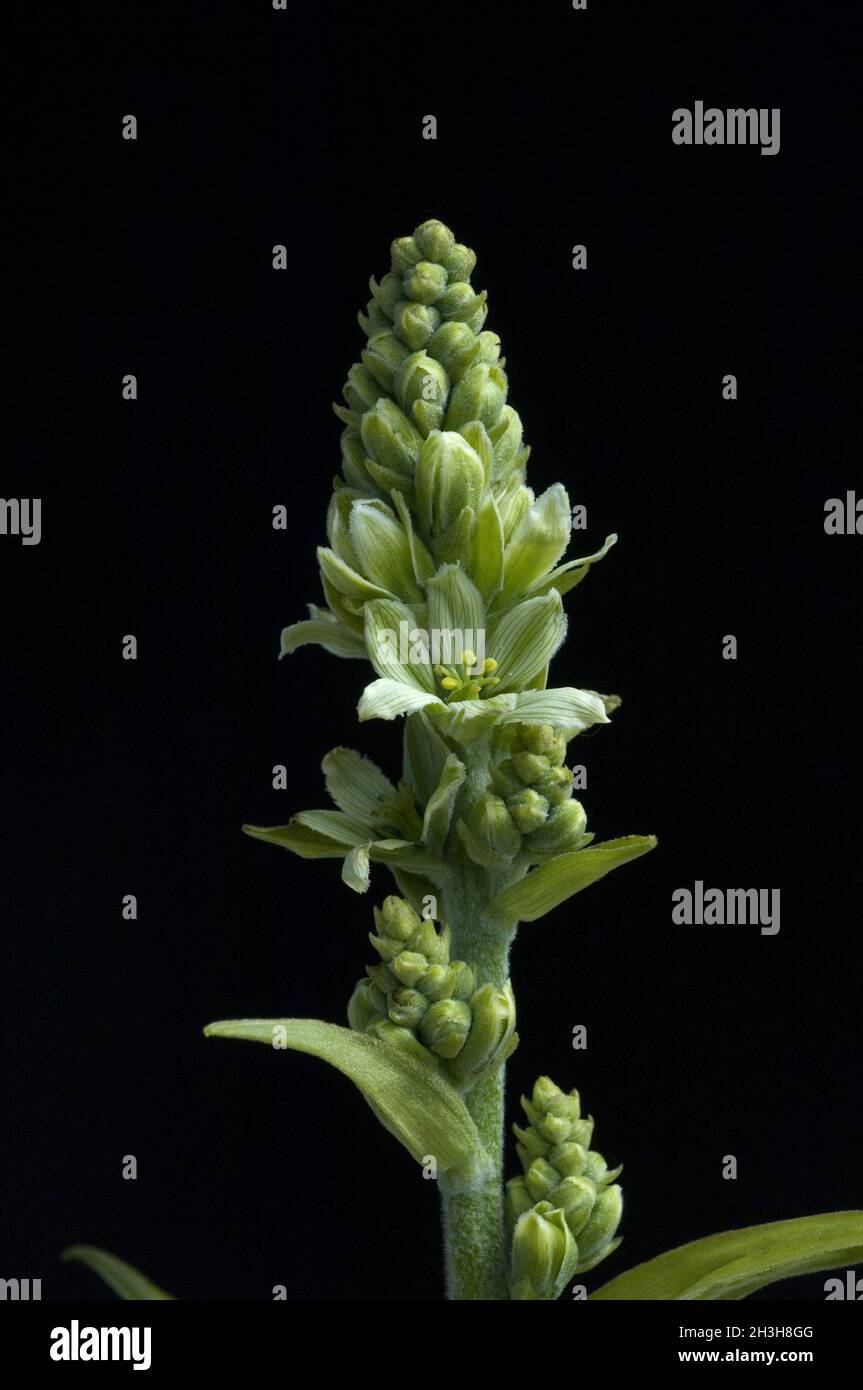 White Germer; Veratrum Album Stock Photo - Alamy