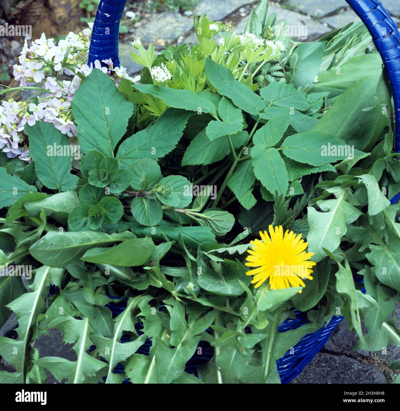 Wild vegetables, wild herbs Stock Photo - Alamy