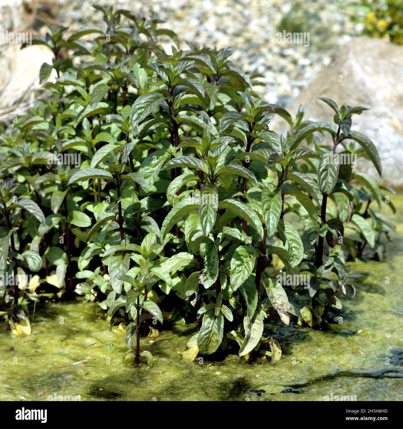 Water mint wildflower hi-res stock photography and images - Alamy
