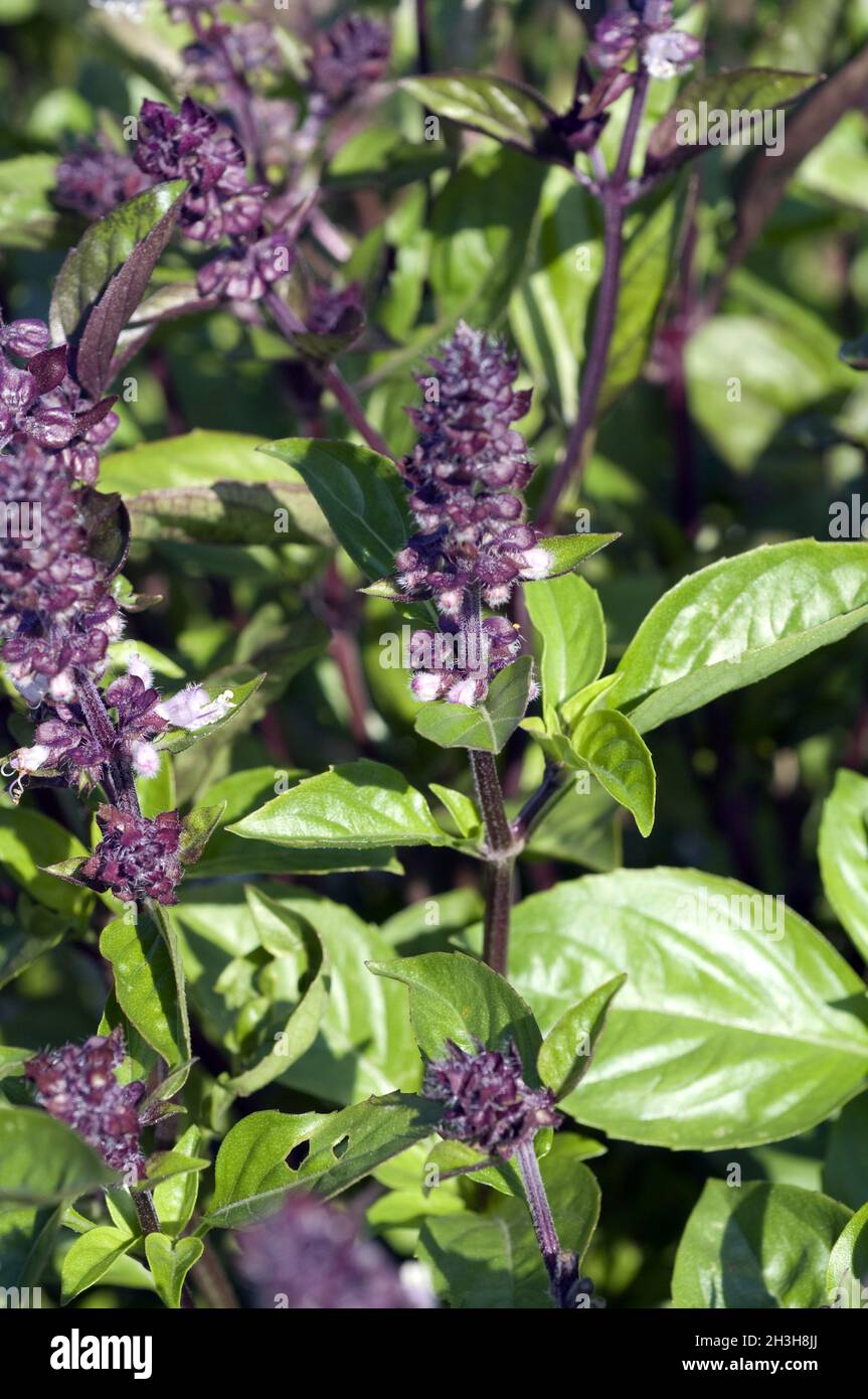 Cinnamon basil, bush basil, basil, Ocimum Stock Photo - Alamy