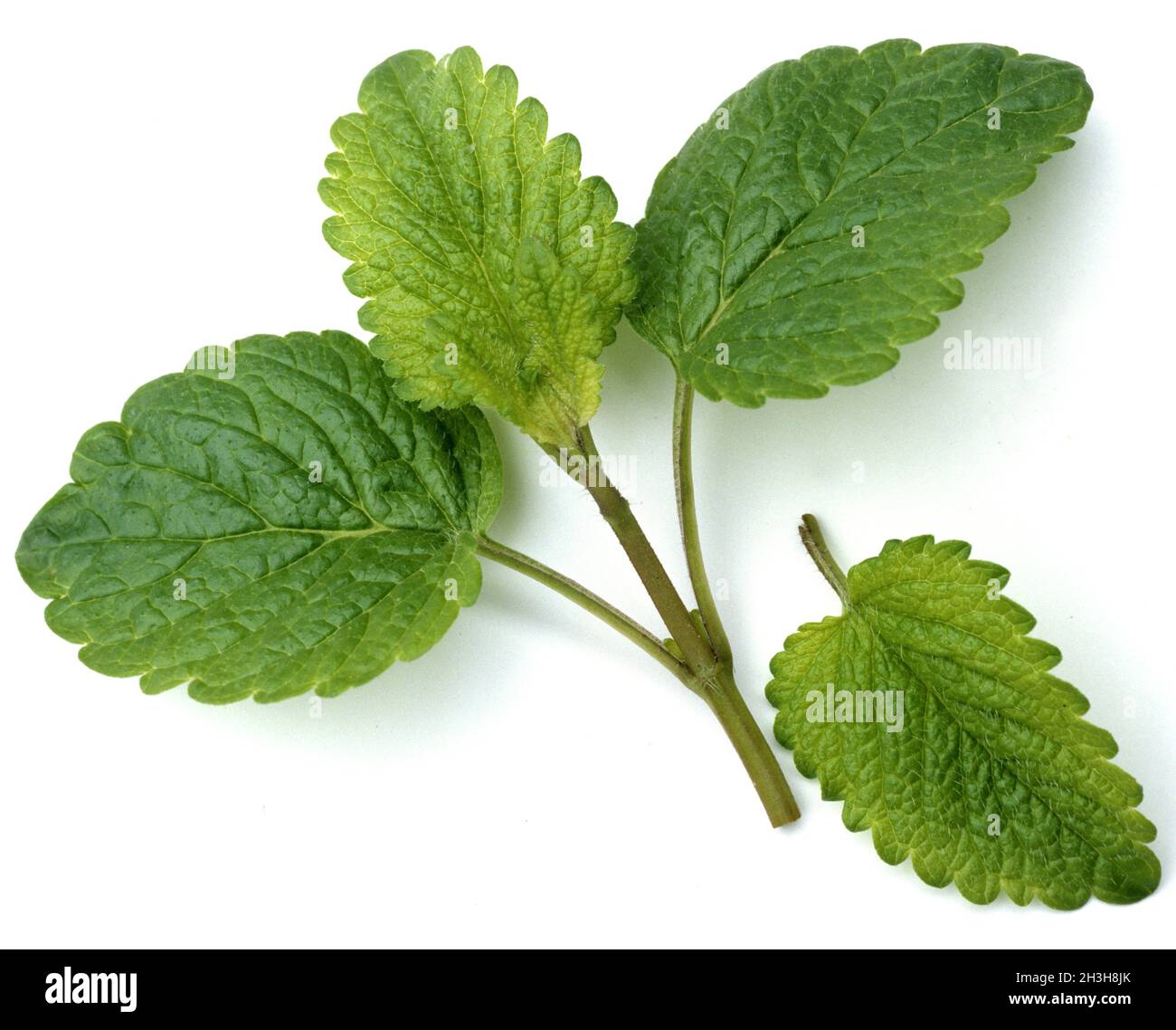 Lemon Balm Leaf Stock Photo - Alamy
