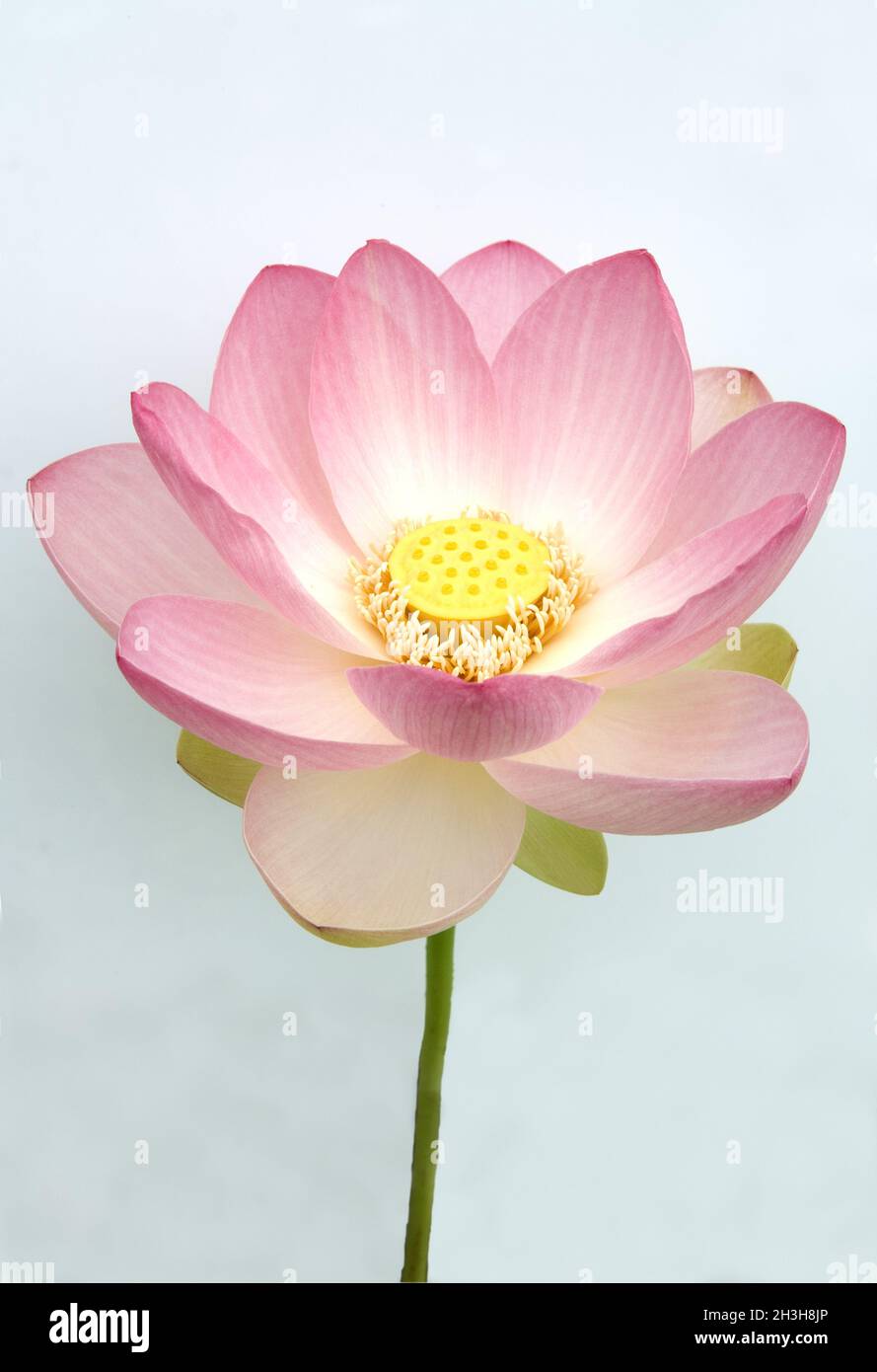 Self cleaning lotus nucifera hi-res stock photography and images - Alamy