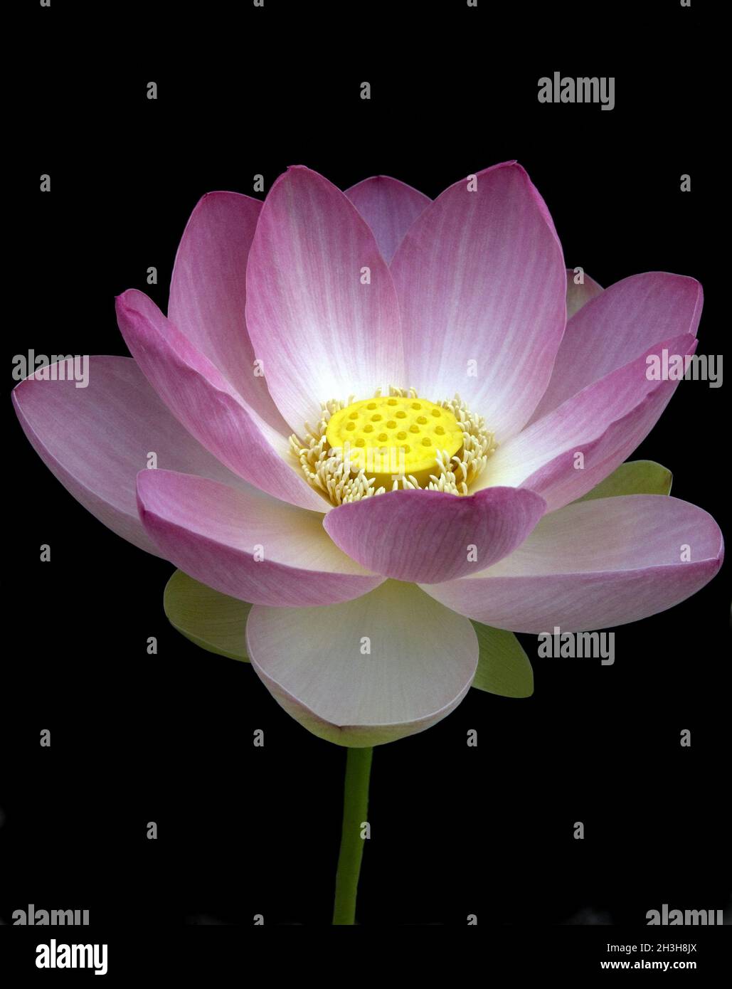Self cleaning lotus nucifera hi-res stock photography and images - Alamy