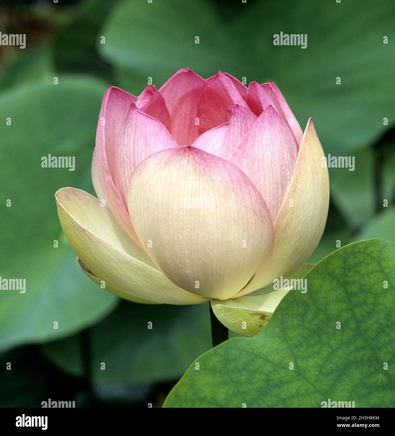 Indian holy plants hi-res stock photography and images - Alamy