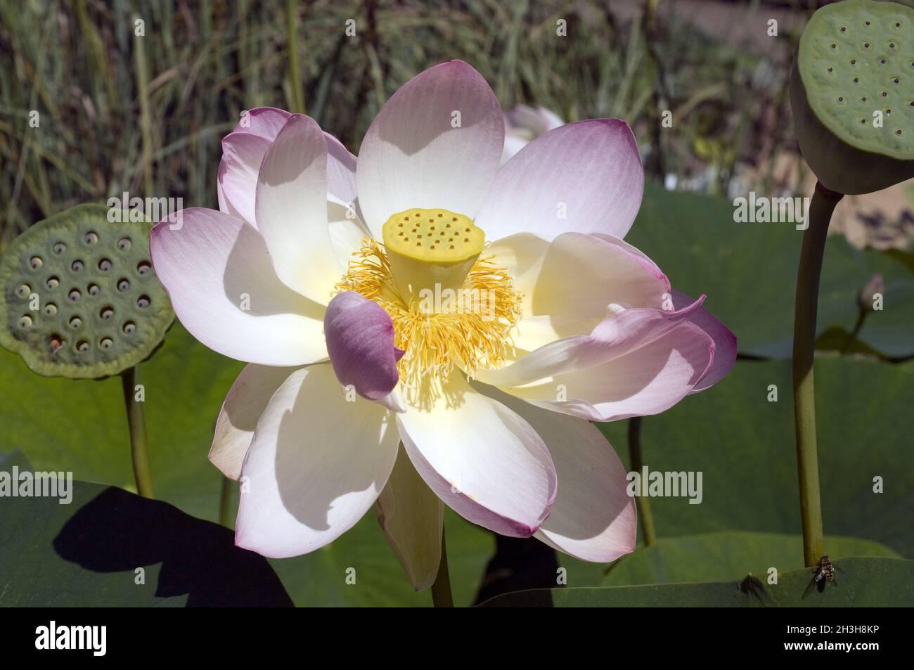 Self cleaning lotus nucifera hi-res stock photography and images - Alamy