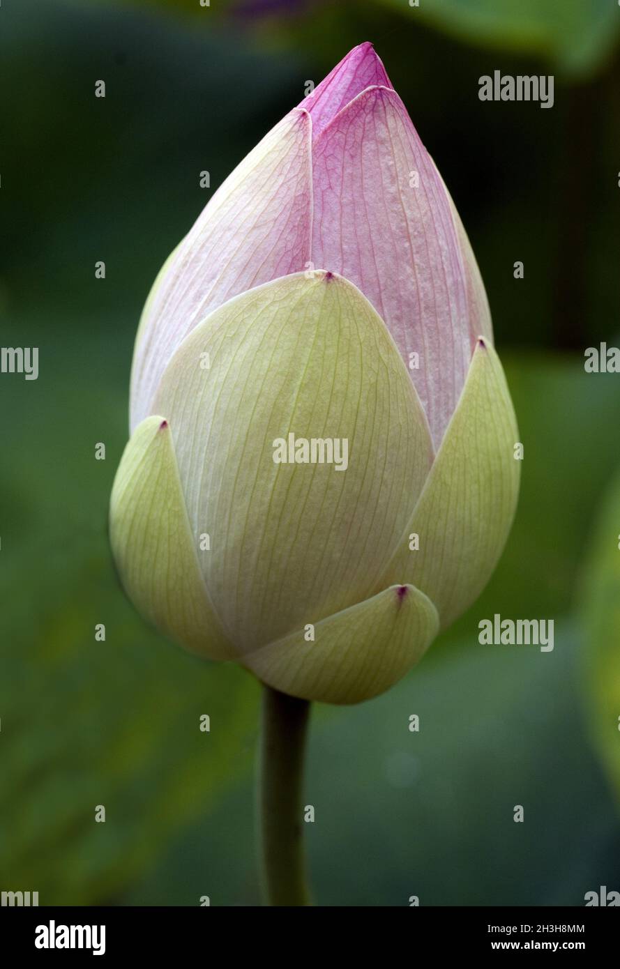 Self cleaning lotus nucifera hi-res stock photography and images - Alamy