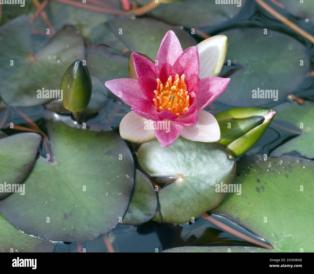 Miniature water lily Stock Photo - Alamy