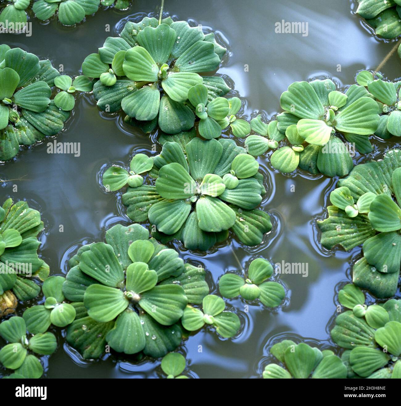 Pistia flower hi-res stock photography and images - Alamy