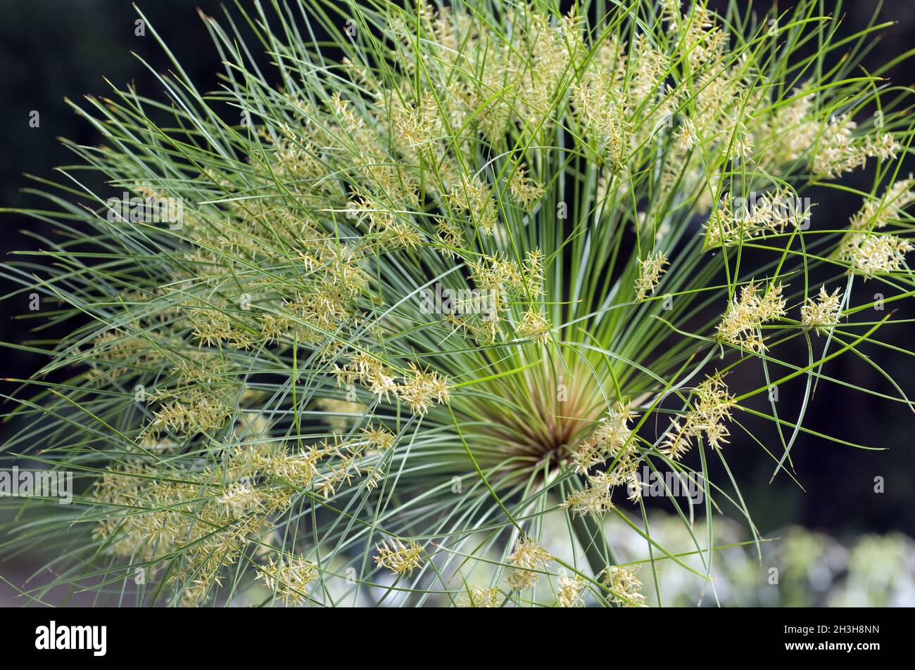Papyrus, Cyperus, papyrus Stock Photo - Alamy