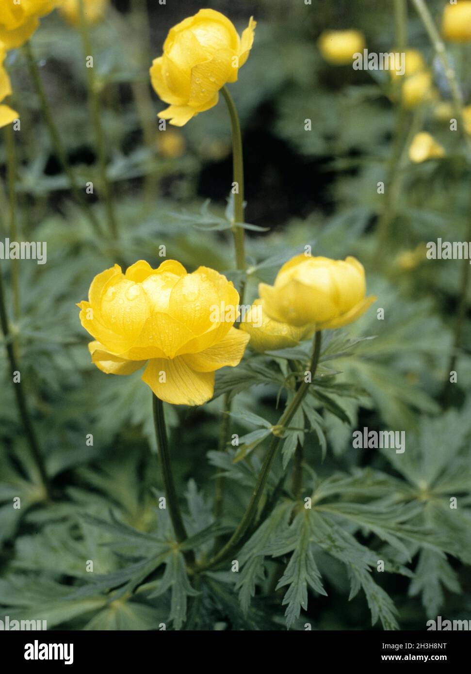 Troll flower hi-res stock photography and images - Alamy