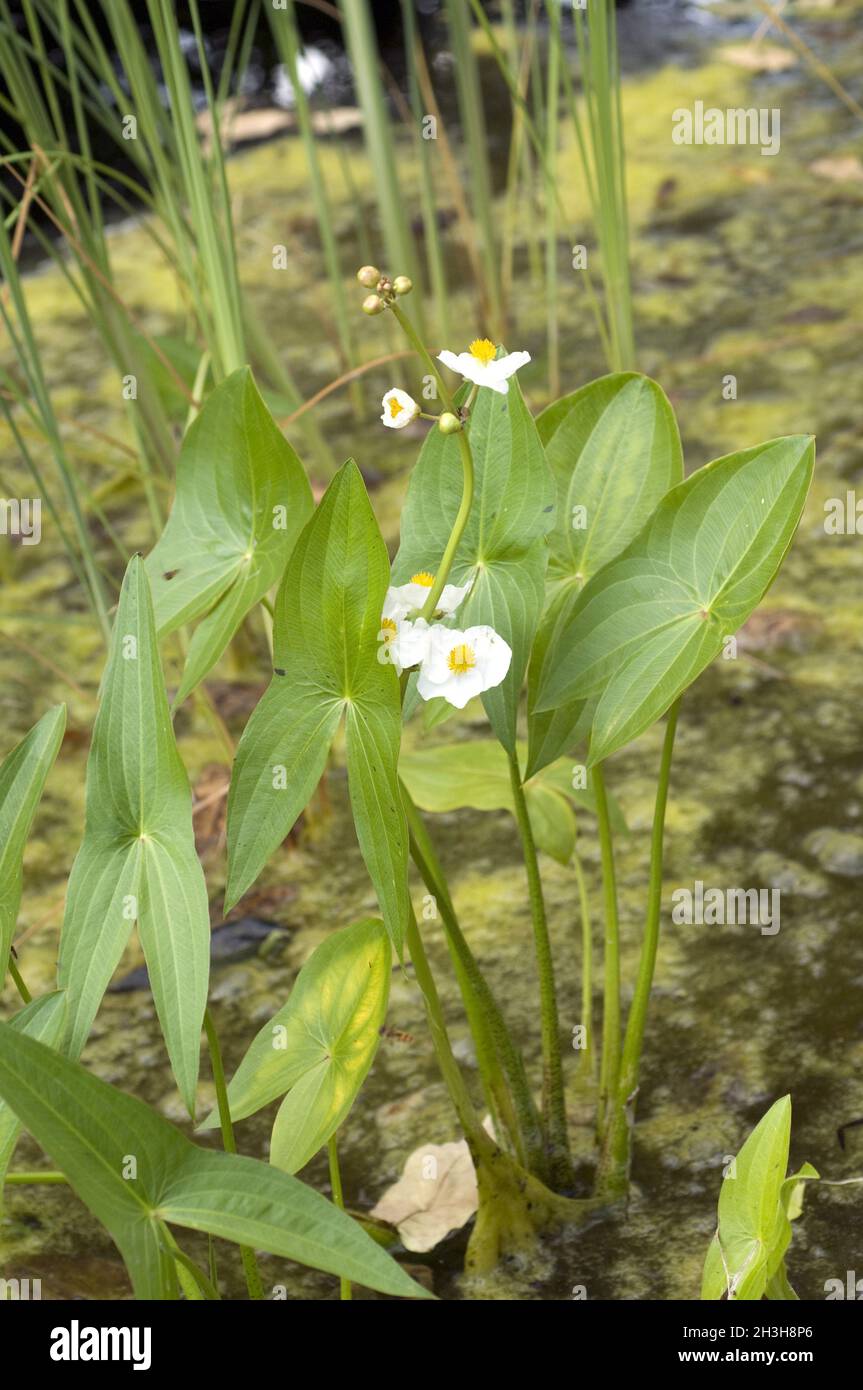 Sagittaria sagittifolia hi-res stock photography and images - Alamy