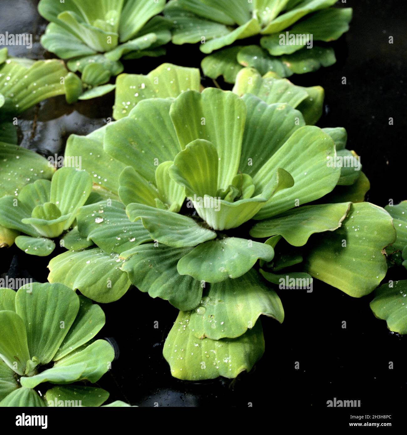 Shellflower, Pistia stratoides Stock Photo - Alamy