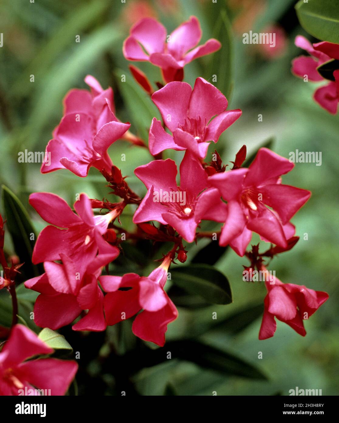 Oleander plant poison hi-res stock photography and images - Alamy