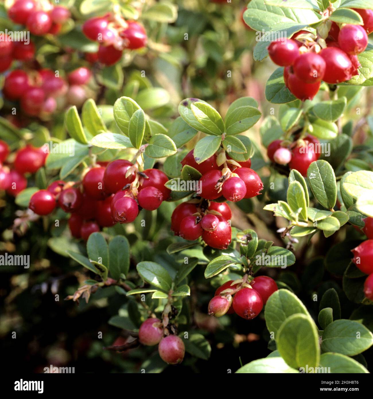 Native cranberry hi-res stock photography and images - Alamy