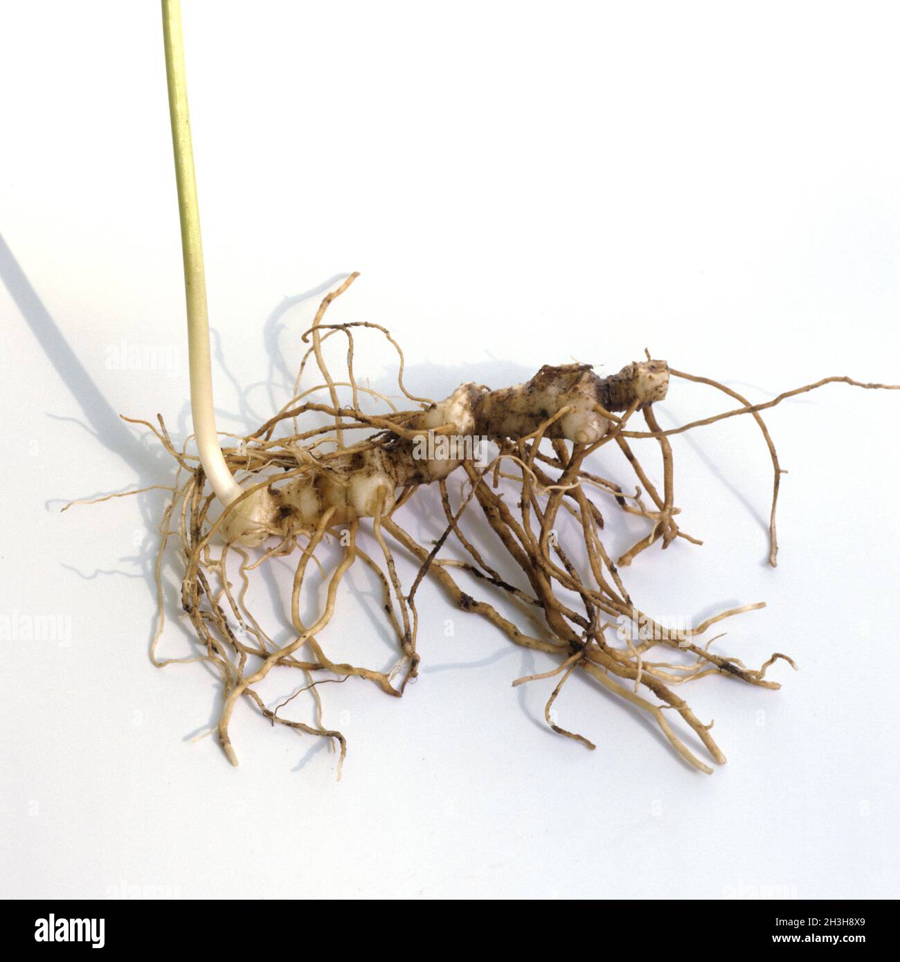 Solomon's seal; root Stock Photo - Alamy