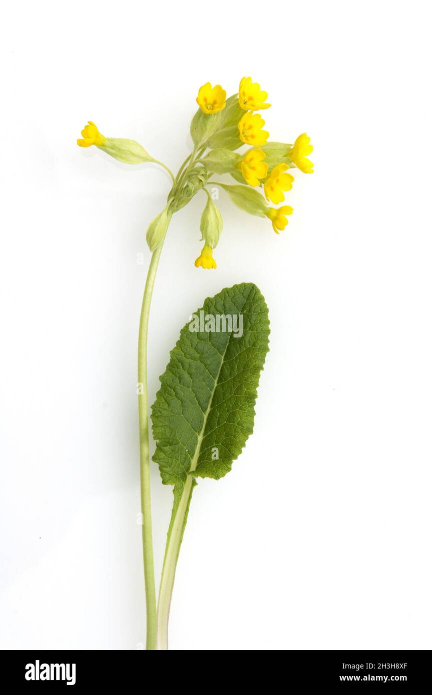 Primula officinalis cowslip Cut Out Stock Images & Pictures - Alamy