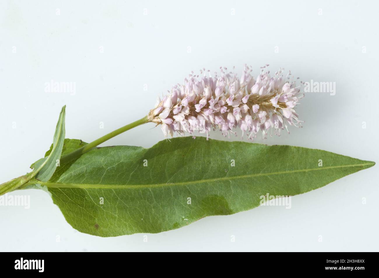 Snake's head; Polygonum bistorta Stock Photo - Alamy