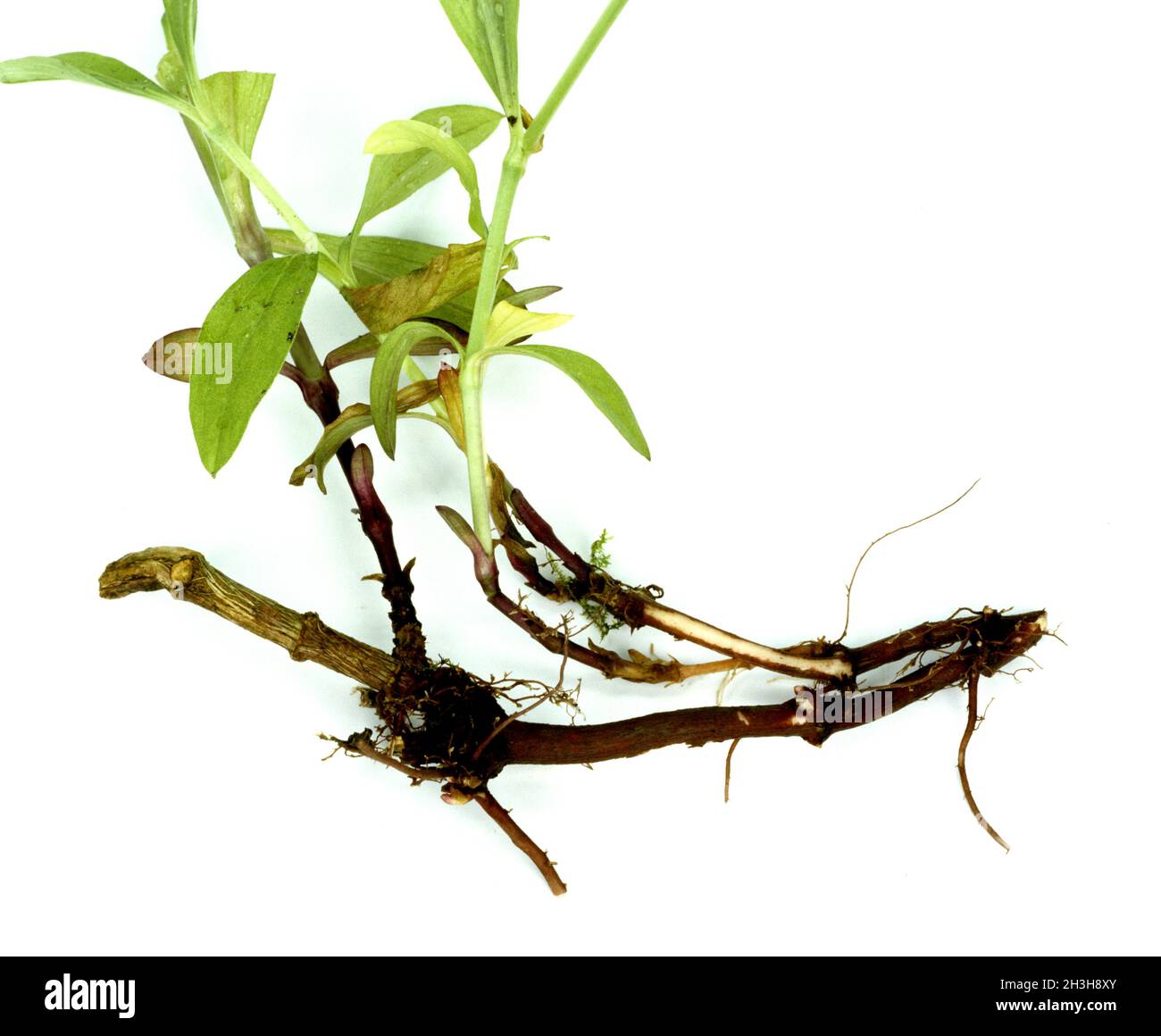 Soapwort natural hi-res stock photography and images - Alamy