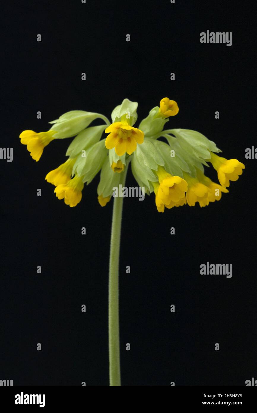 Primrose, Primula veris Stock Photo - Alamy