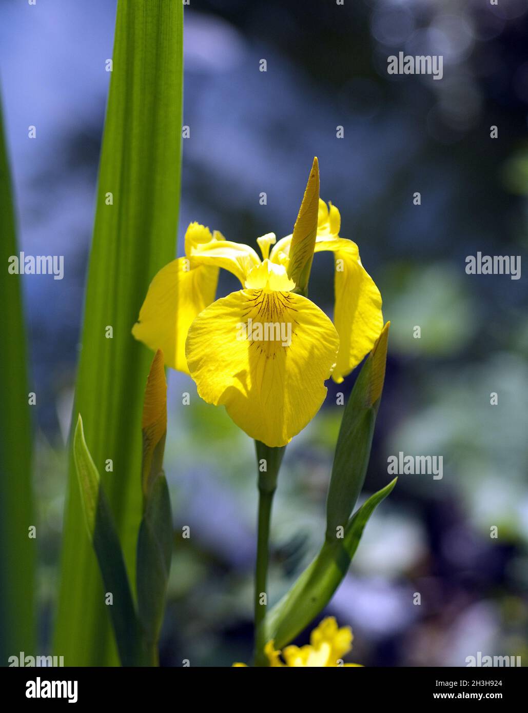 Marsh iris, Iris pseudacorus Stock Photo - Alamy