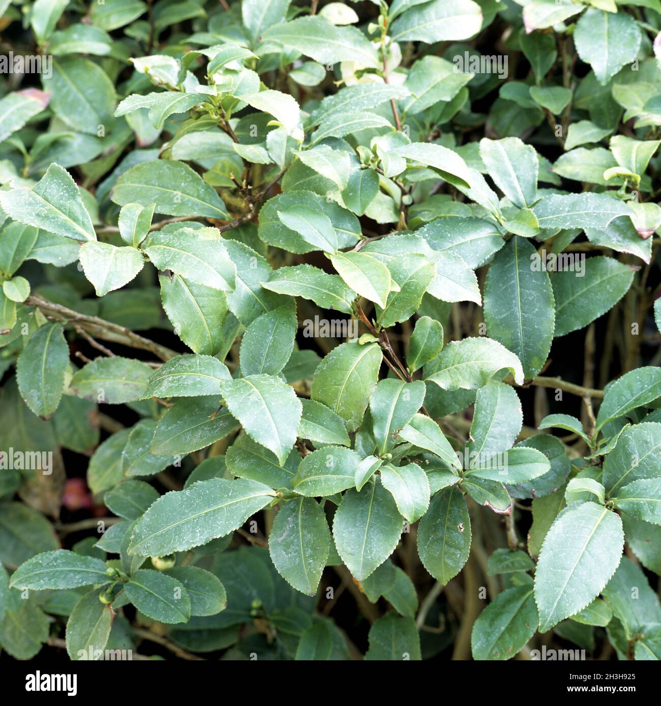 Tea plant; Camellia sinensis Stock Photo - Alamy