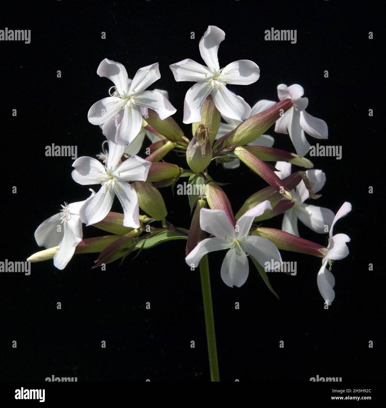Soapwort natural hi-res stock photography and images - Alamy