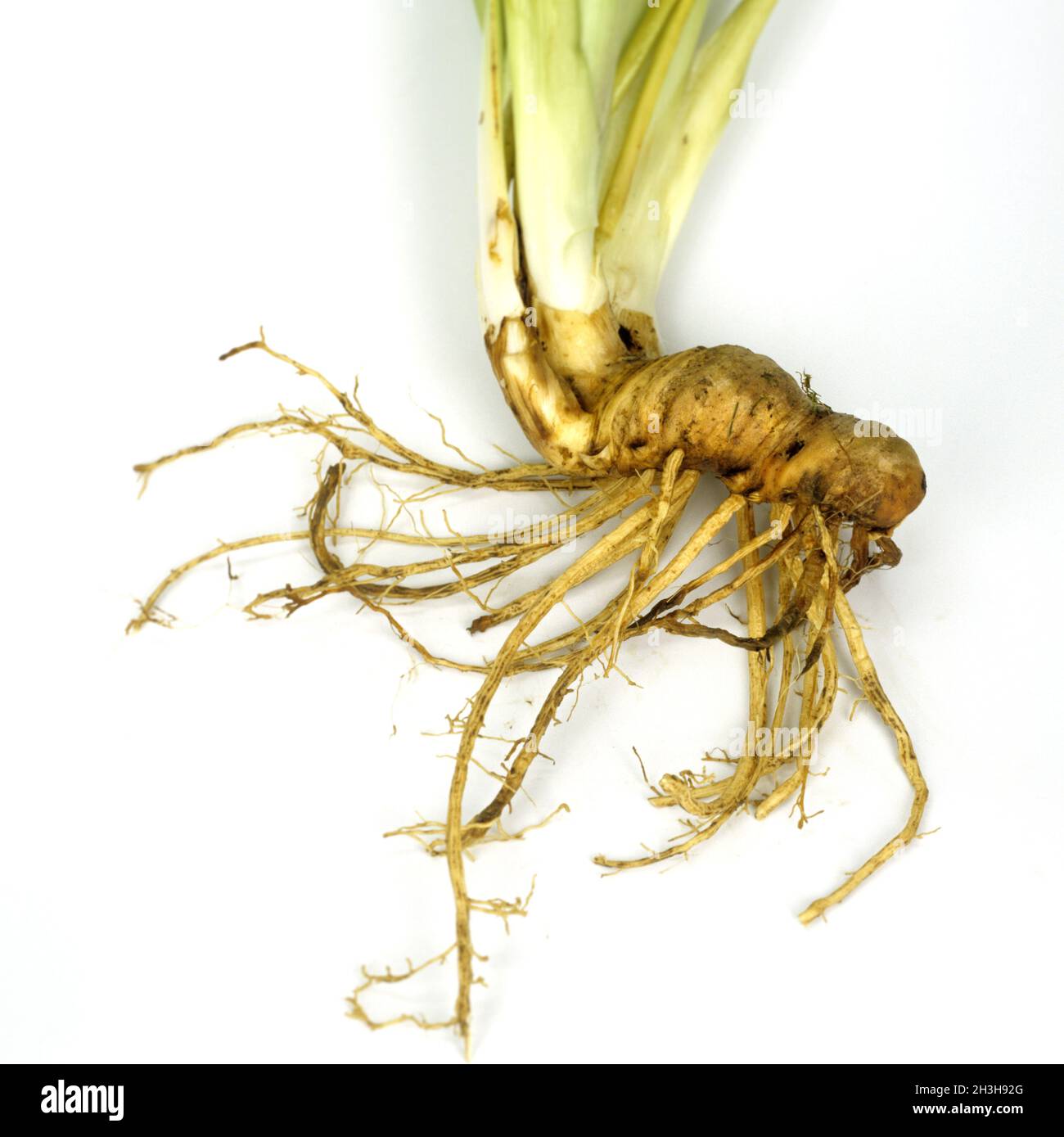 Heimische iris hi-res stock photography and images - Alamy