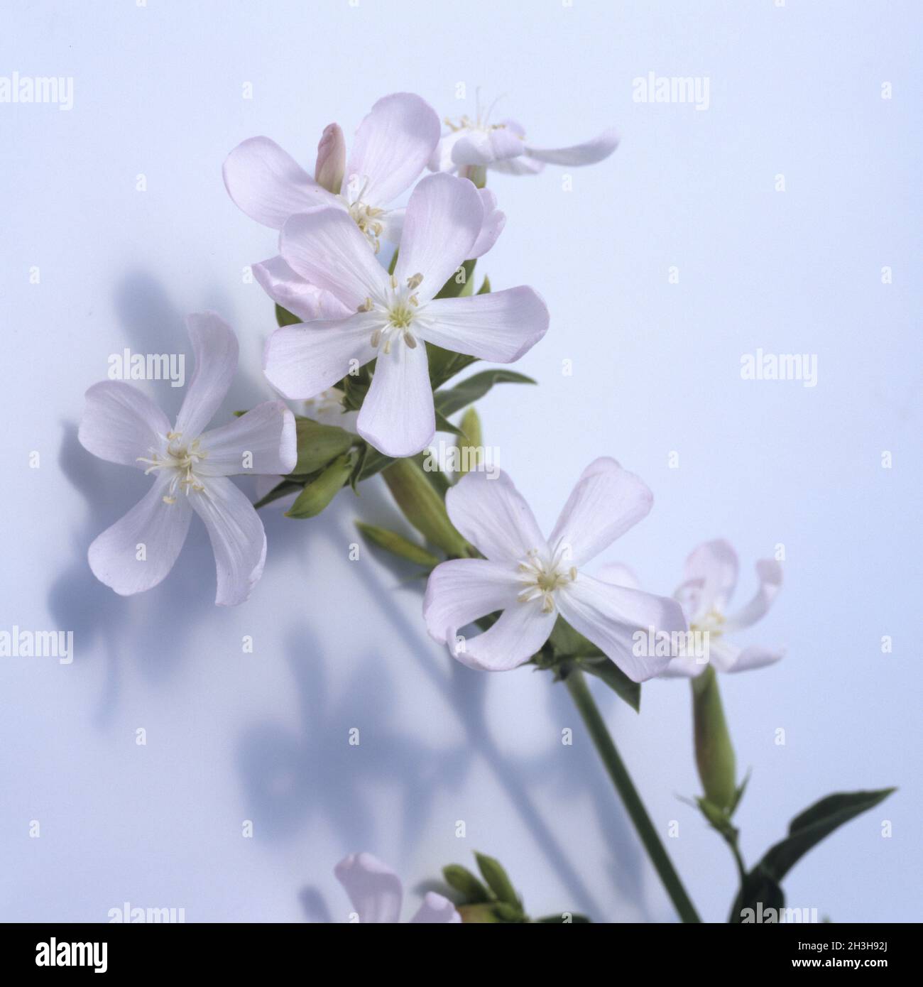 Saponaria Root High Resolution Stock Photography and Images - Alamy