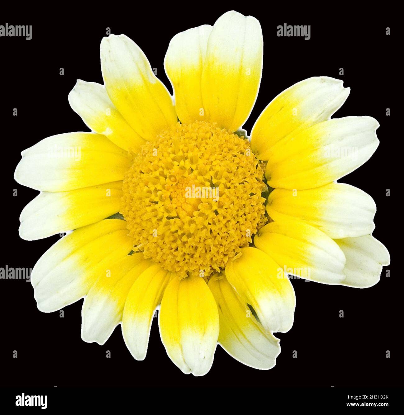 Chrysanthemum edible hi-res stock photography and images - Alamy