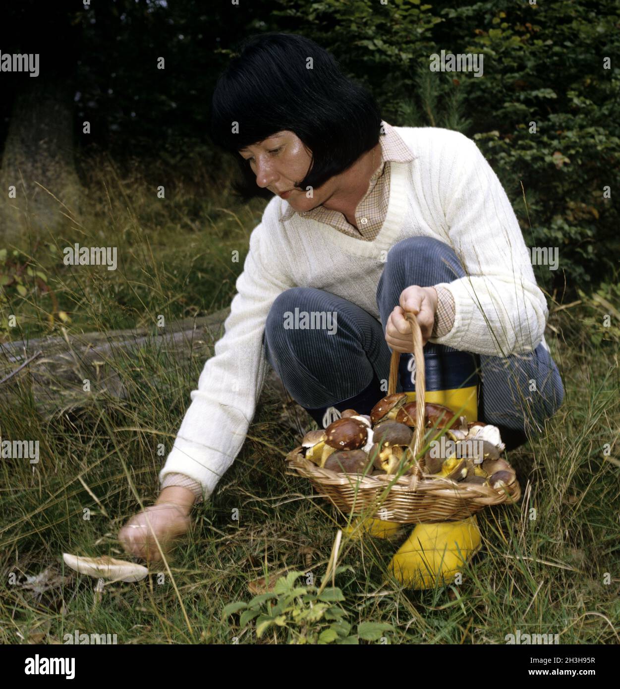 The mushroom picker hi-res stock photography and images - Alamy
