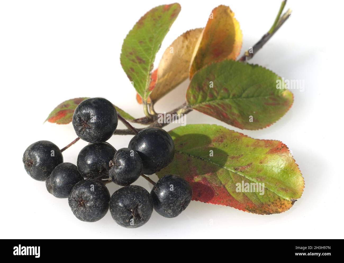 Black chokeberry tree Cut Out Stock Images & Pictures - Alamy