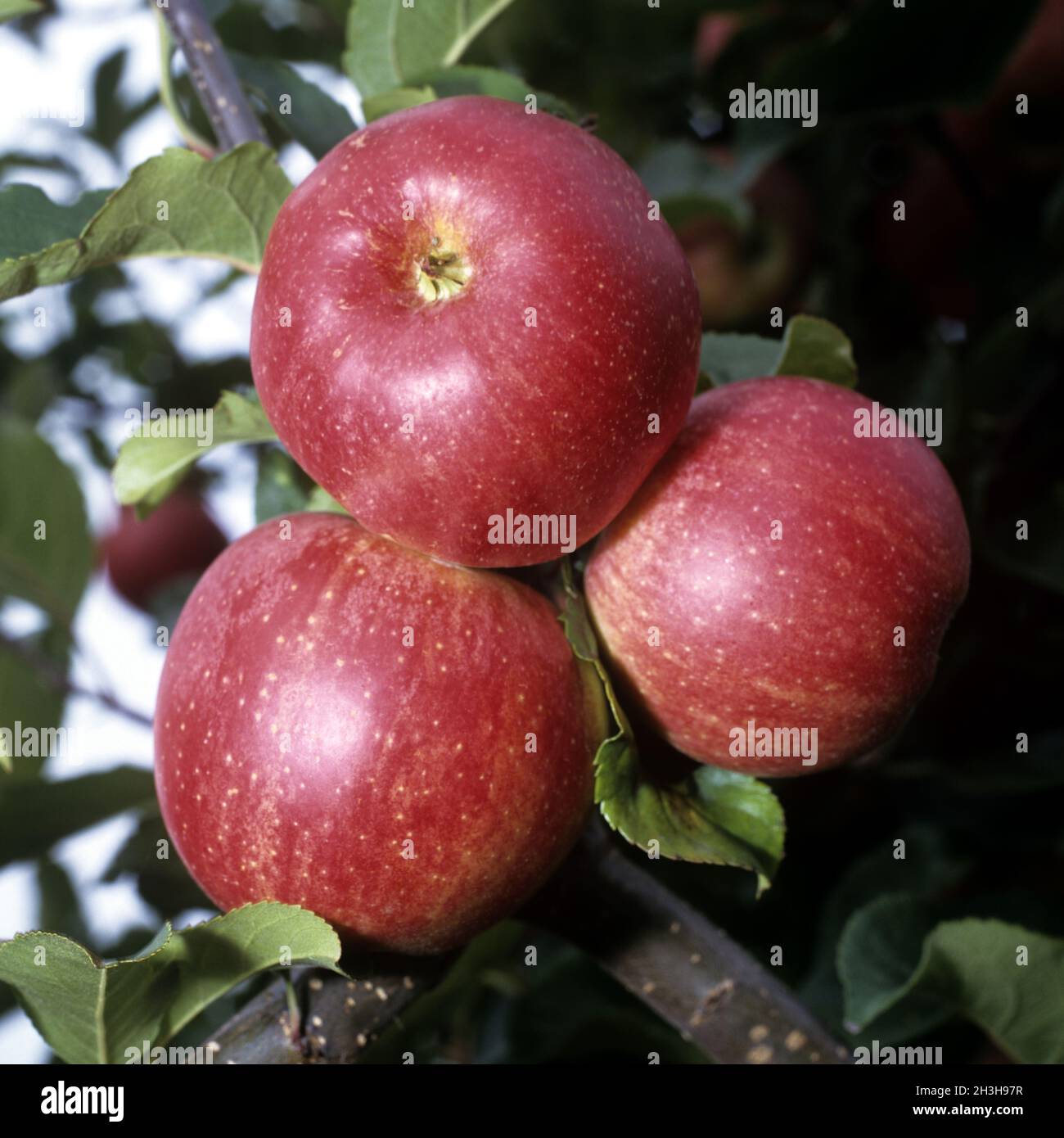 Arlet hi-res stock photography and images - Alamy