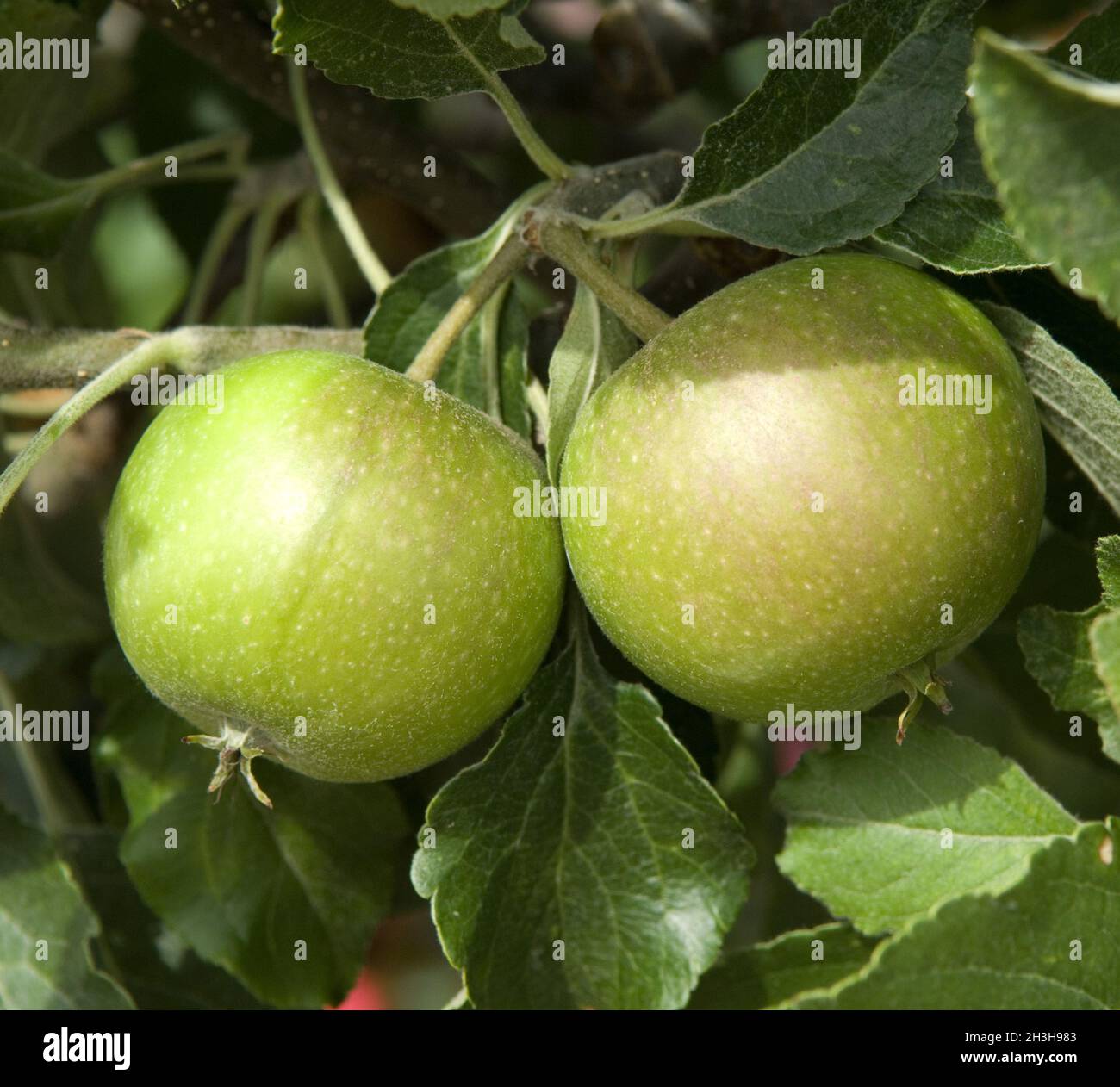 Apple tree malus domestica cox orange hi-res stock photography and ...
