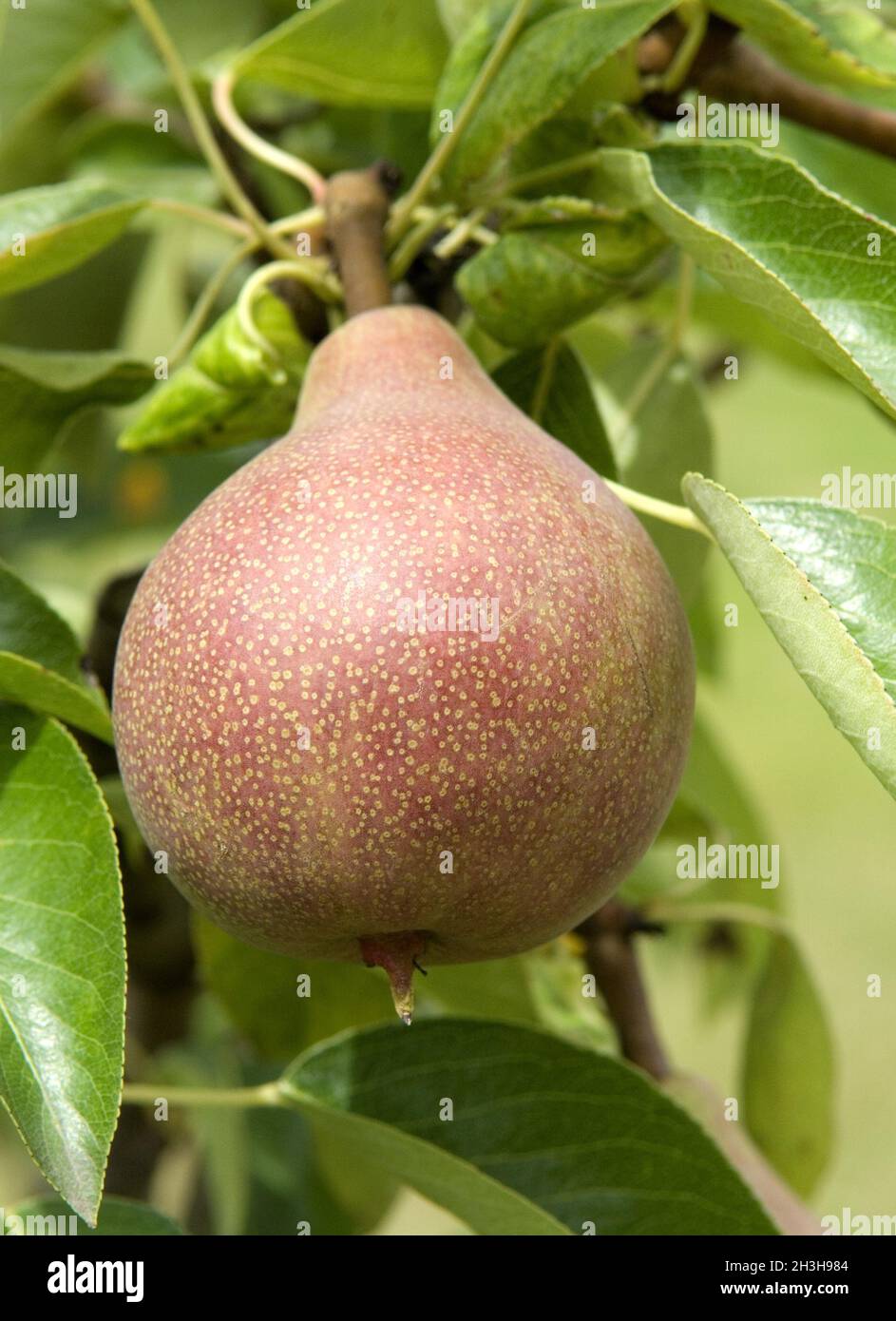 Pear, Clapp's favorite Stock Photo - Alamy