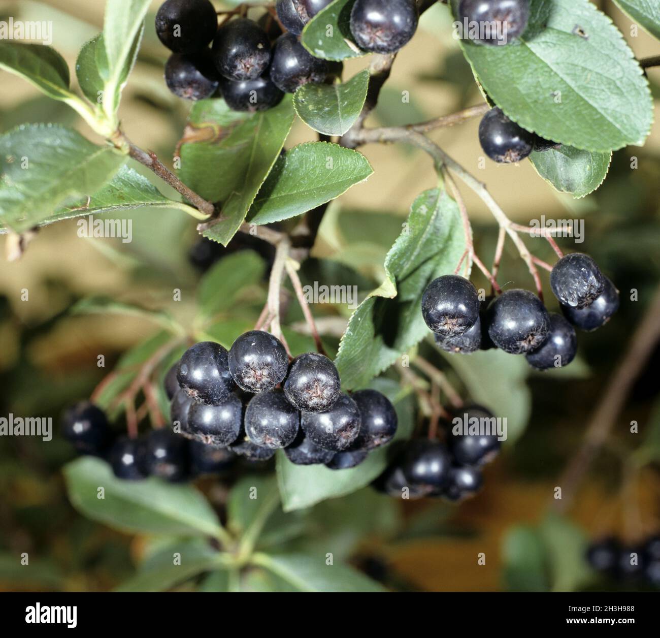 Dwarf apple trees hi-res stock photography and images - Alamy