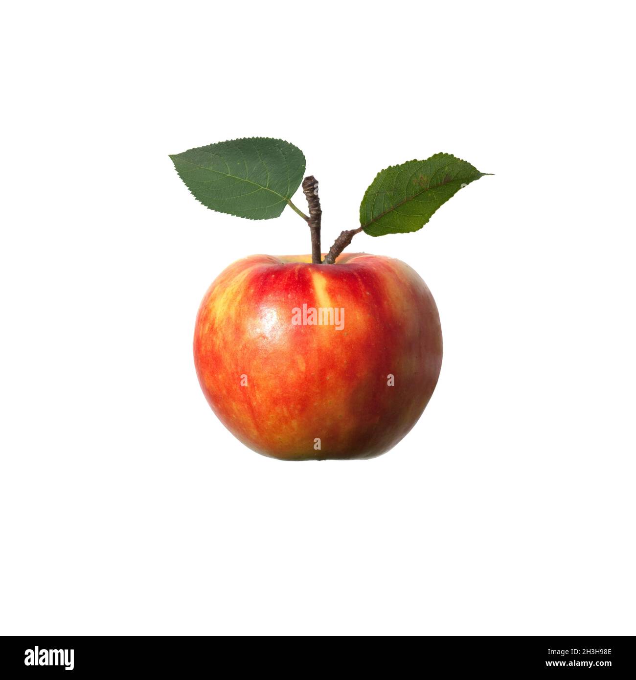 Elstar, Apple, Malus domestica Stock Photo - Alamy