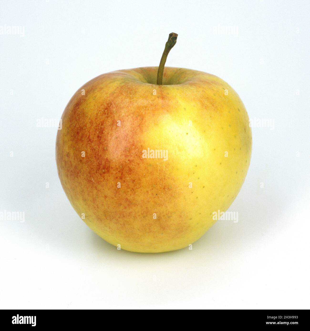 Variety elstar hi-res stock photography and images - Alamy