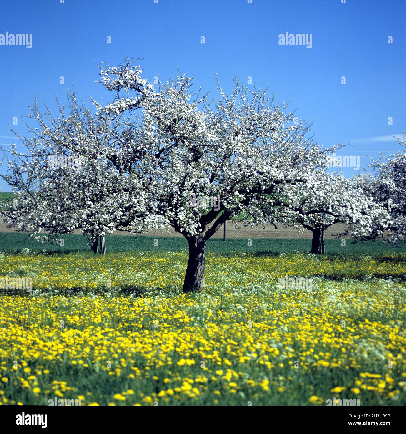 Apple tree variety single hi-res stock photography and images - Alamy