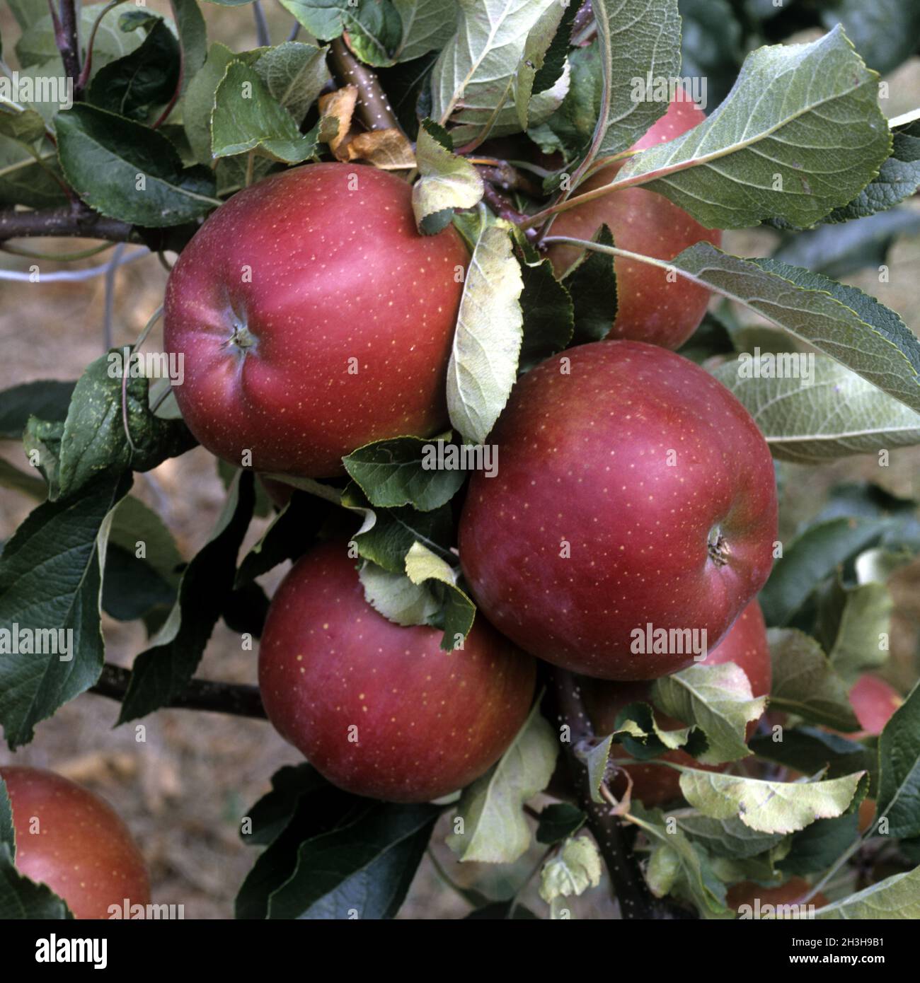 Melrose variety hi-res stock photography and images - Alamy