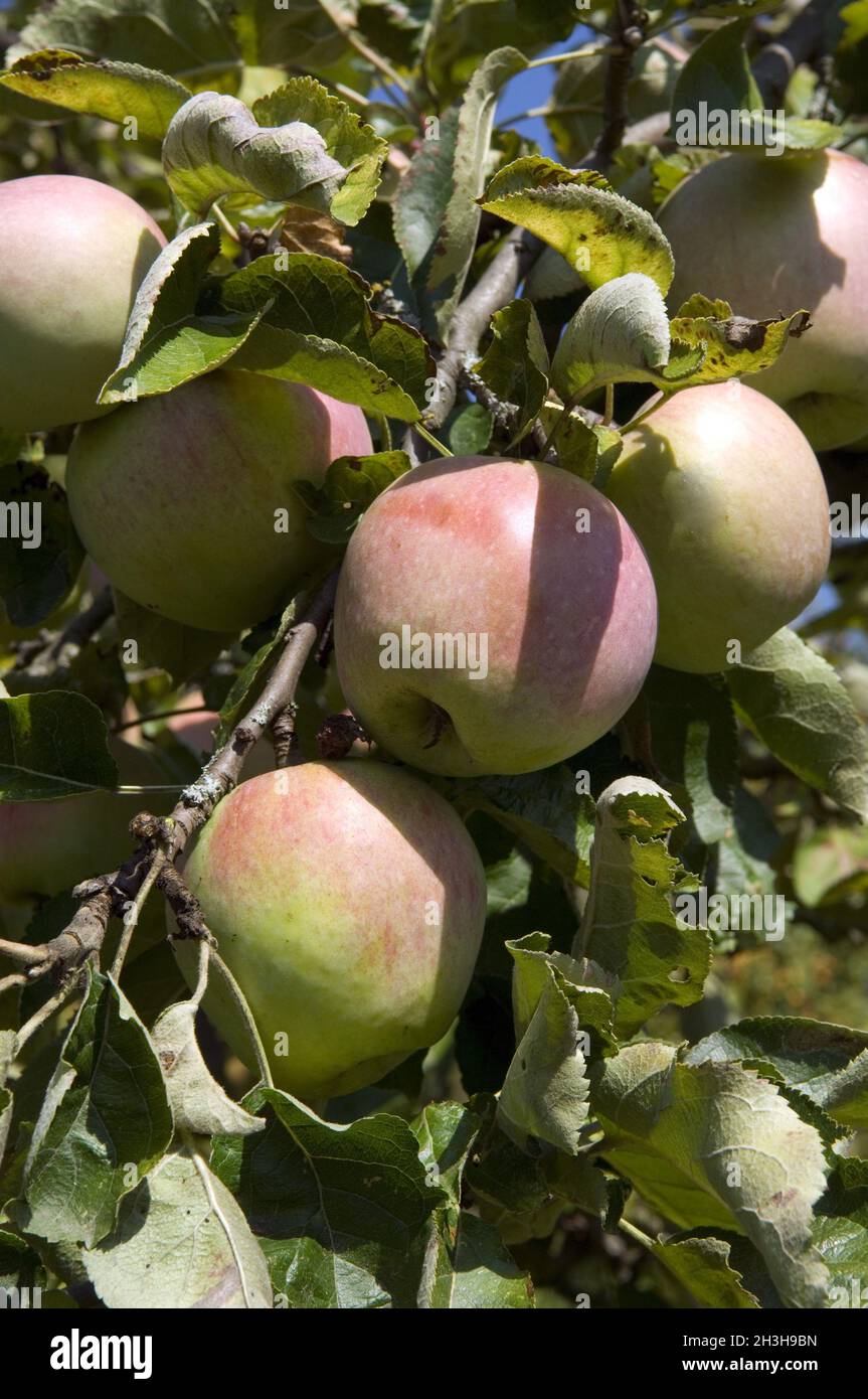 Sheep nose; Apple Stock Photo - Alamy