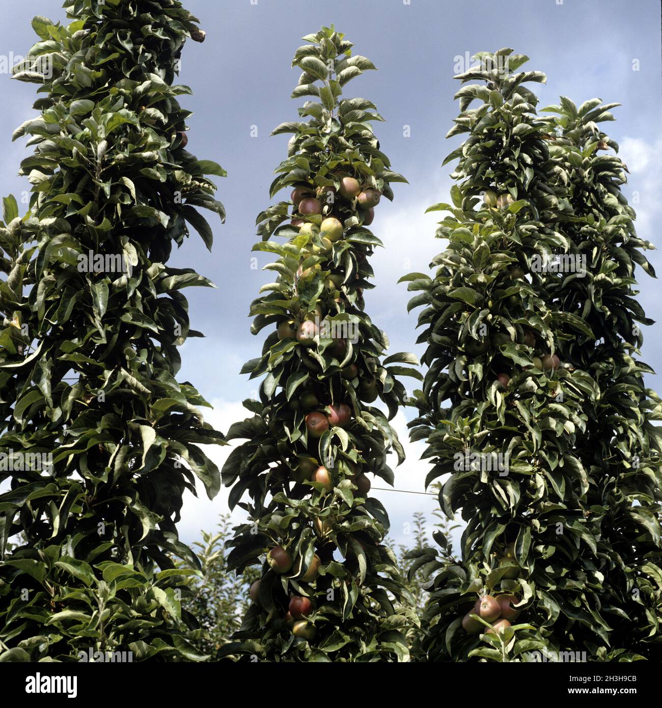 Red seedling; Apple; Columnar apple Stock Photo - Alamy